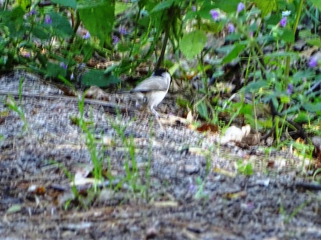 Perehod - podróż obserwacyjna do Poleskiego Parku Narodowego