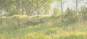 Sarna europejska - opis, występowanie i cechy gatunku