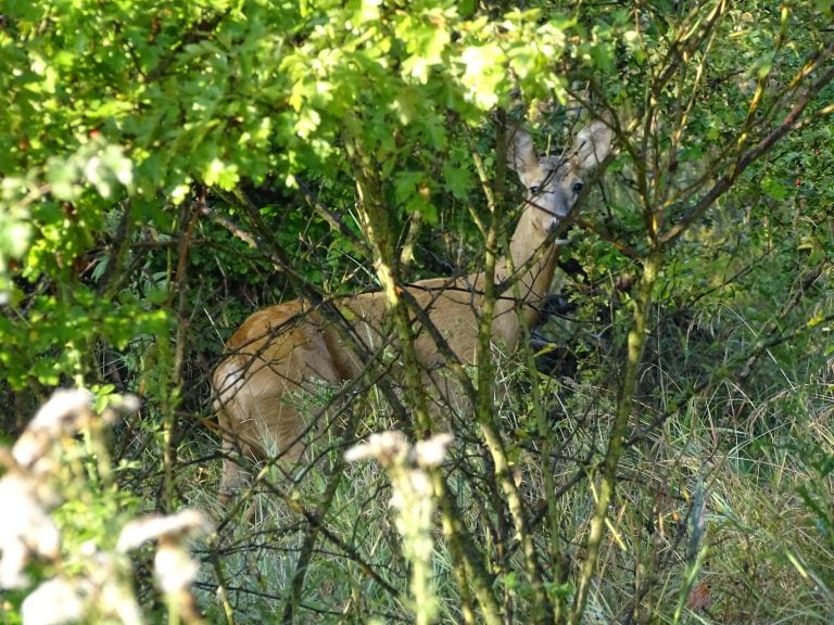Sarna europejska - opis, występowanie i cechy gatunku