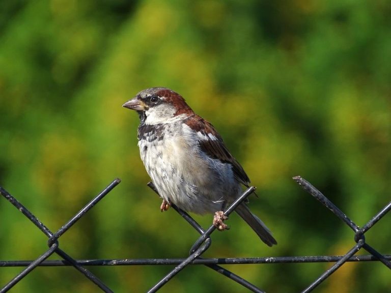 ? Wróbel zwyczajny - Passer domesticus - wszystko o wróblu
