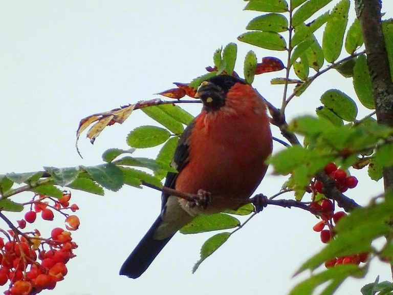 Gil zwyczajny - opis i charakterystyka gila - Przygody przyrody