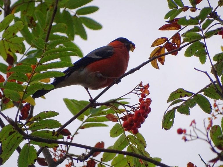 Gil zwyczajny - opis i charakterystyka gila - Przygody przyrody