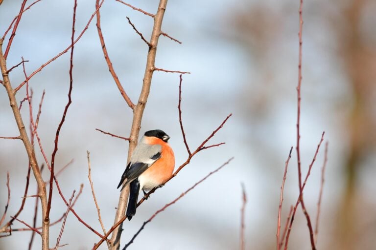 Gil zwyczajny - opis i charakterystyka gila - Przygody przyrody