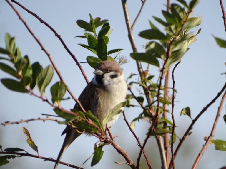 ? Wróbel zwyczajny - Passer domesticus - wszystko o wróblu