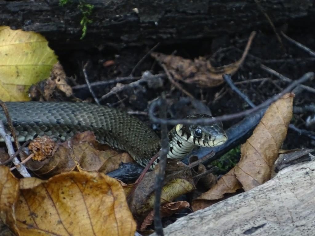 Jak wygląda zaskroniec zwyczajny i jak odróżnić go od żmii?