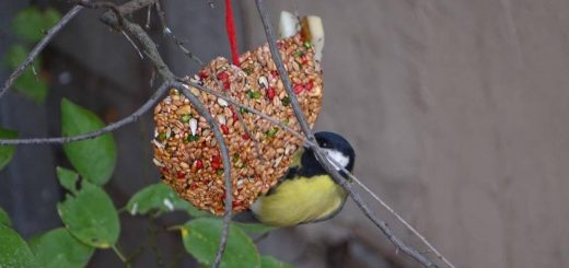 Sikorka bogatka, bogatka zwyczajna - opis i występowanie - Przygody ...