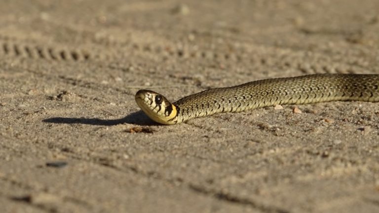 Jak wygląda zaskroniec zwyczajny i jak odróżnić go od żmii?