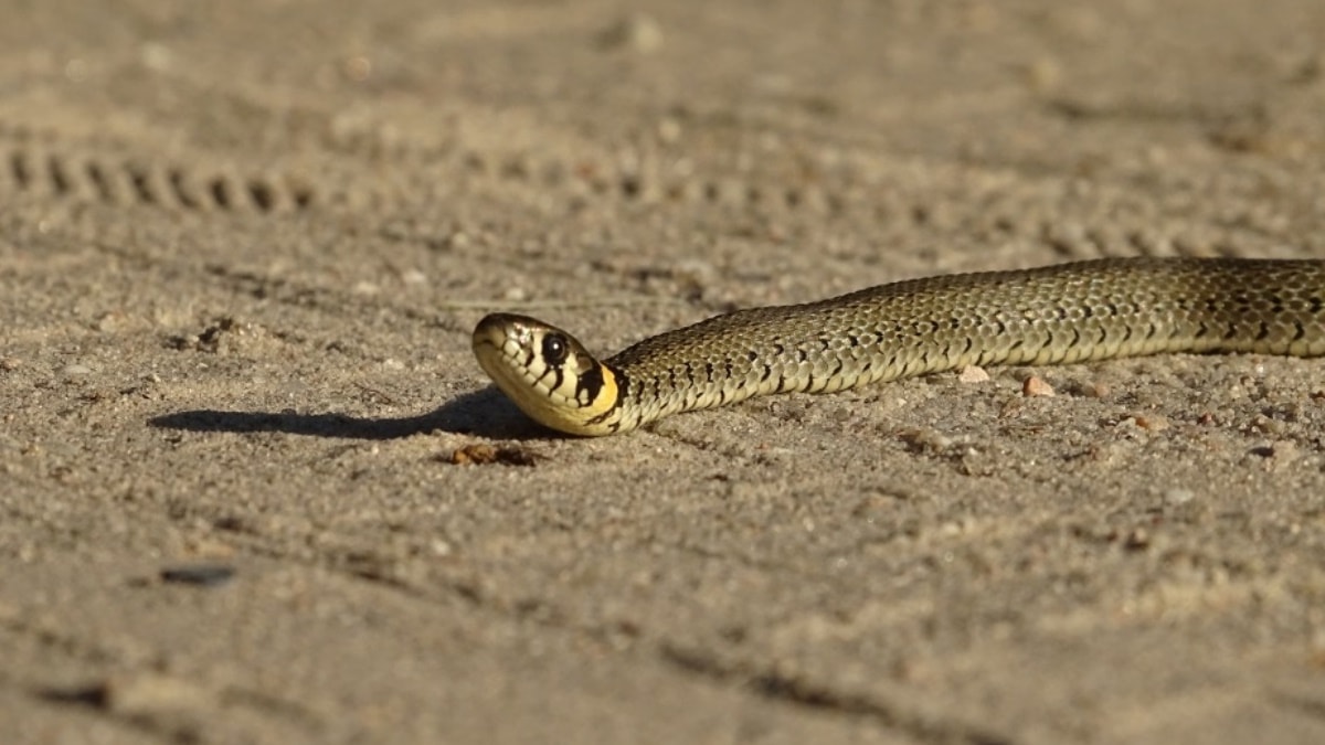 Jak wygląda zaskroniec zwyczajny i jak odróżnić go od żmii?