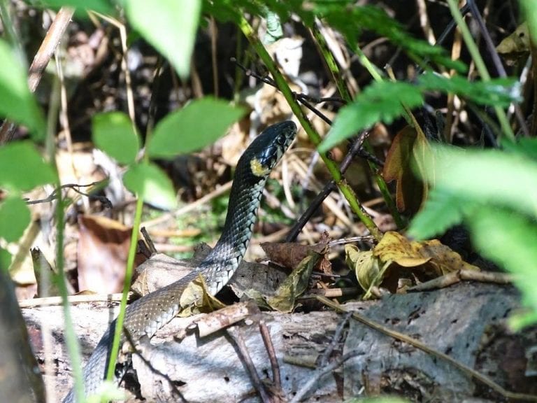 Jak wygląda zaskroniec zwyczajny i jak odróżnić go od żmii?