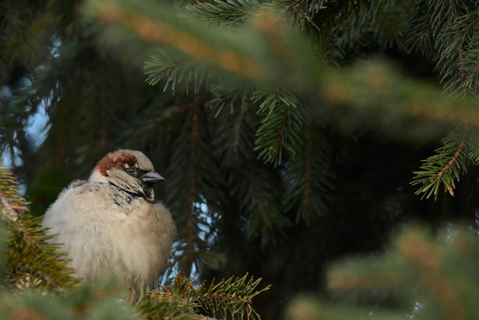 ? Wróbel zwyczajny - Passer domesticus - wszystko o wróblu