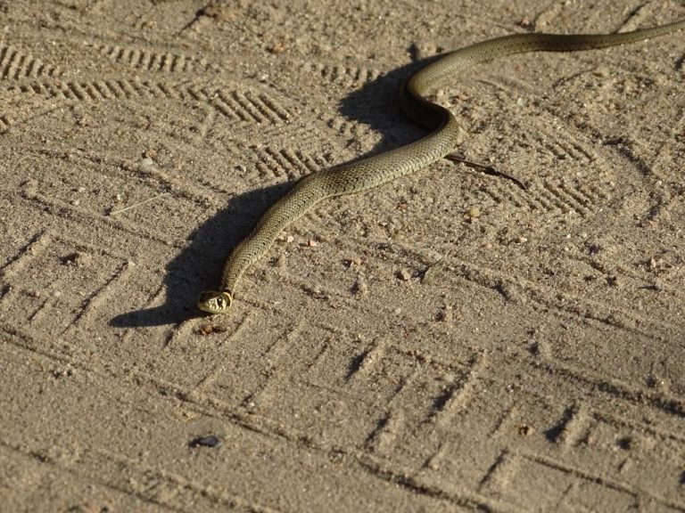 Jak wygląda zaskroniec zwyczajny i jak odróżnić go od żmii?
