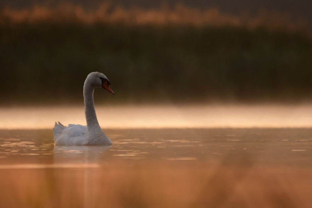 Łabędź niemy - Cygnus olor - opis i ciekawostki o łabędziu