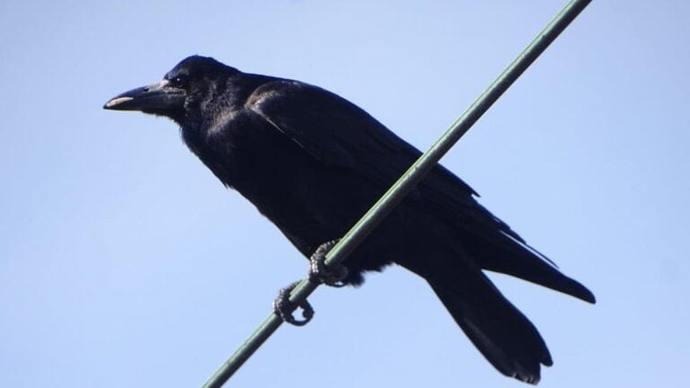 Gawron - Corvus frugilegus - opis ptaka, charakterystyka