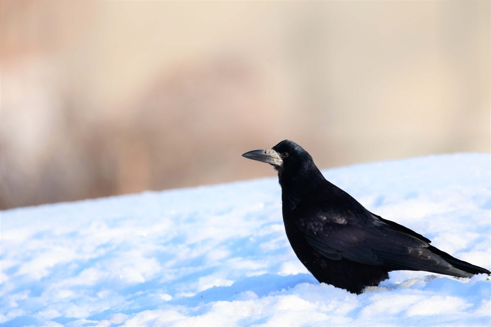 Gawron - Corvus frugilegus - opis ptaka, charakterystyka