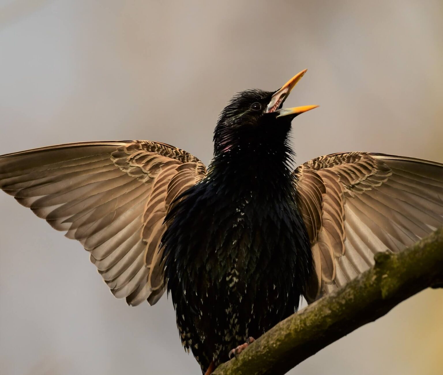 Szpak - Sturnus vulgaris - opis i charakterystyka szpaka