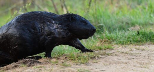 Ssaki - zobacz zdjęcia i opisy ssaków jakie spotkałem