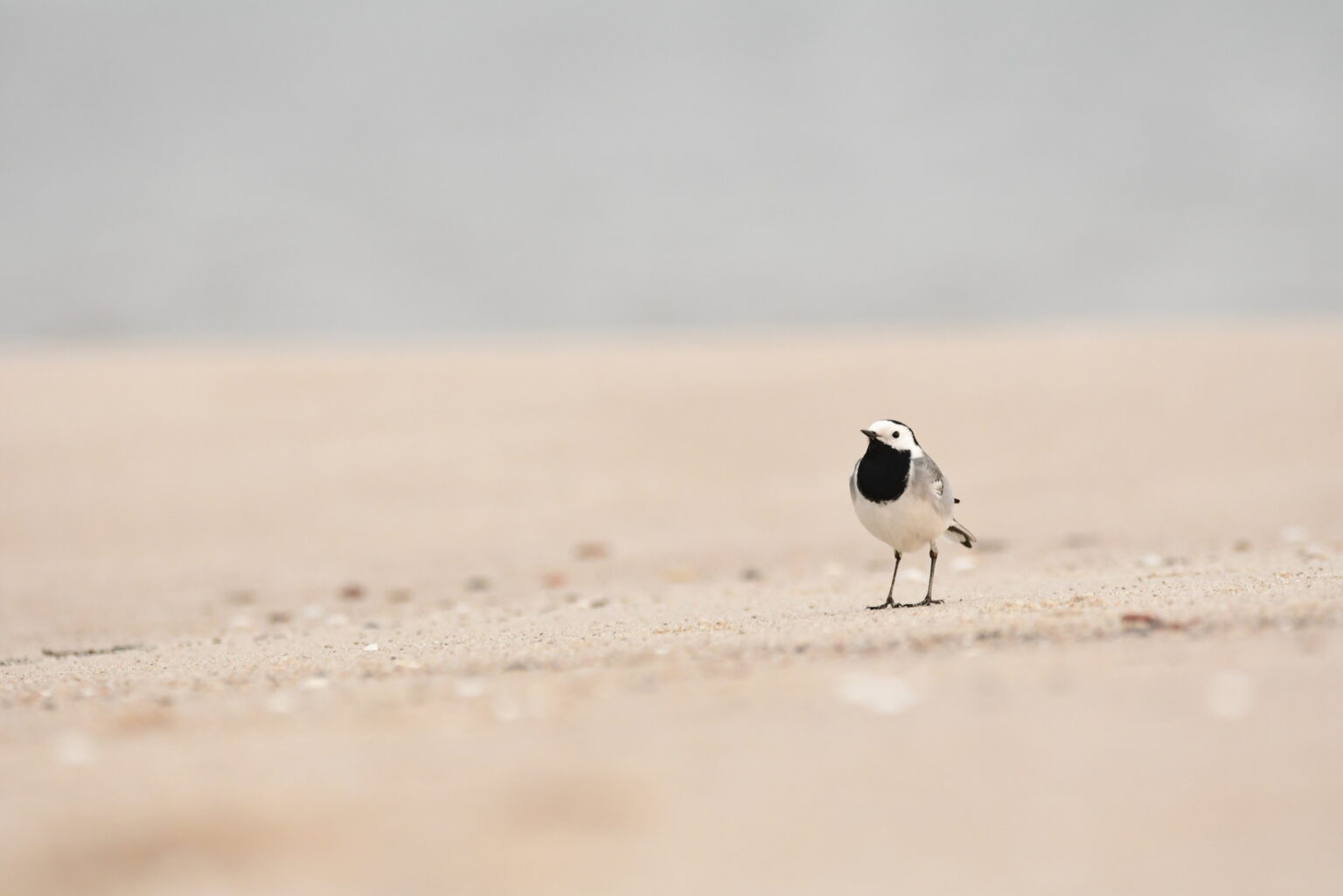 Pliszka siwa - Motacilla alba - opis i charakterystyka ptaka
