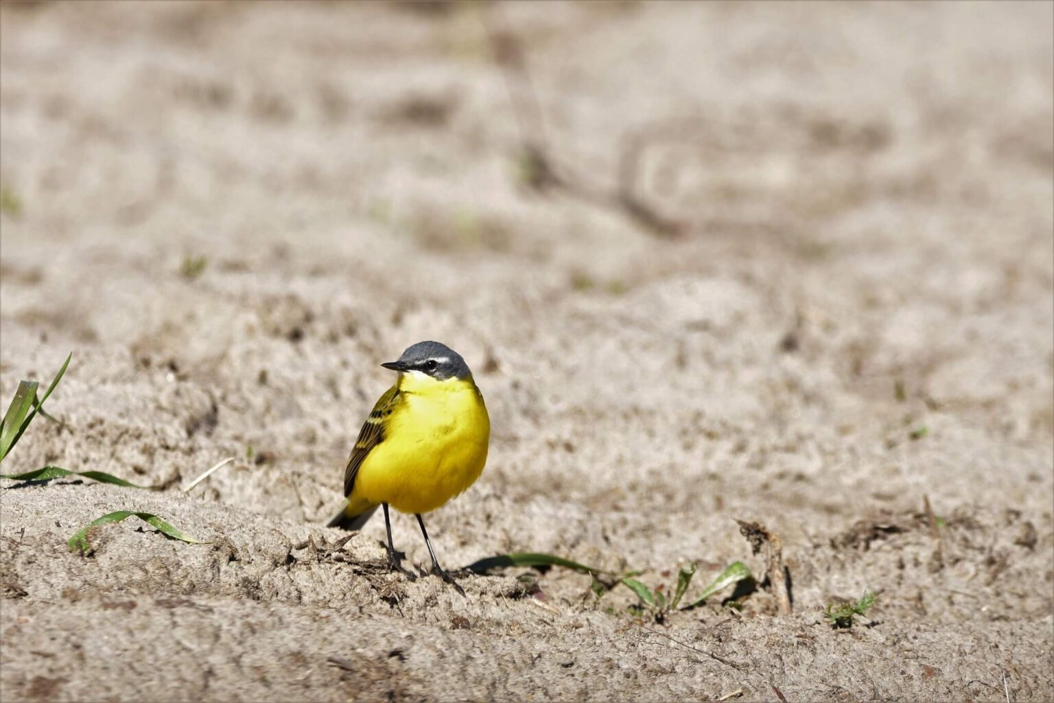Pliszka żółta - Motacilla flava - jak wygląda pliszka żółta