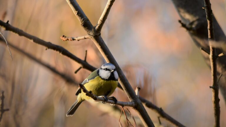 Modraszka - Cyanistes caeruleus - ptasi symbol waleczności