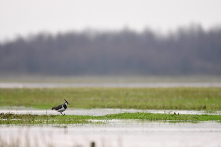 Czajka zwyczajna - Vanellus vanellus opis i charakterystyka