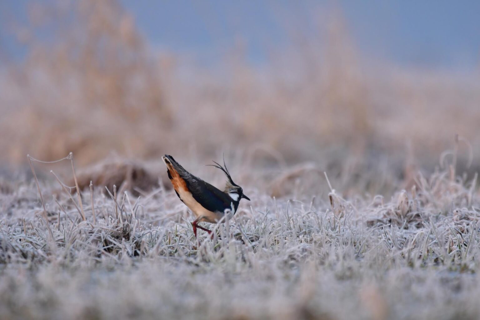 Czajka zwyczajna - Vanellus vanellus opis i charakterystyka