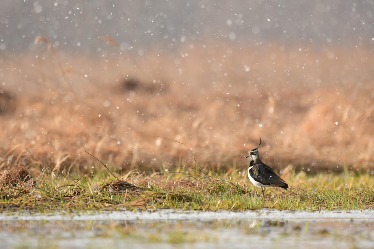 Czajka zwyczajna - Vanellus vanellus opis i charakterystyka