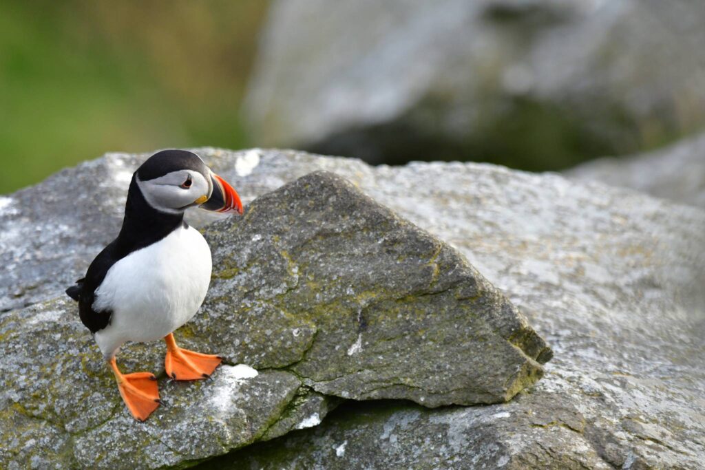 Runde – The Bird Island – an excursion to Norway