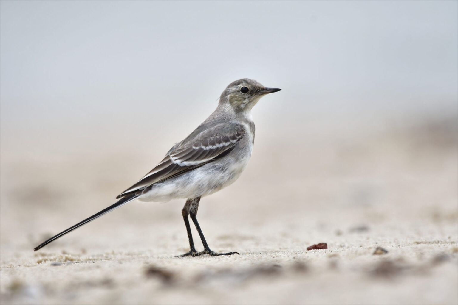 Pliszka siwa - Motacilla alba - opis i charakterystyka ptaka