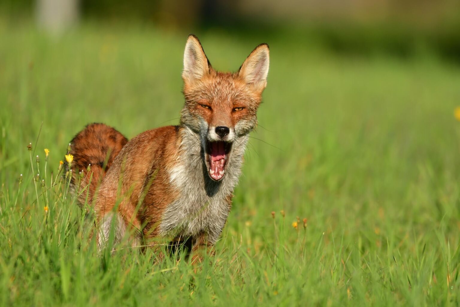 Lis rudy - czy lis naprawdę jest chytry? - Przygody przyrody