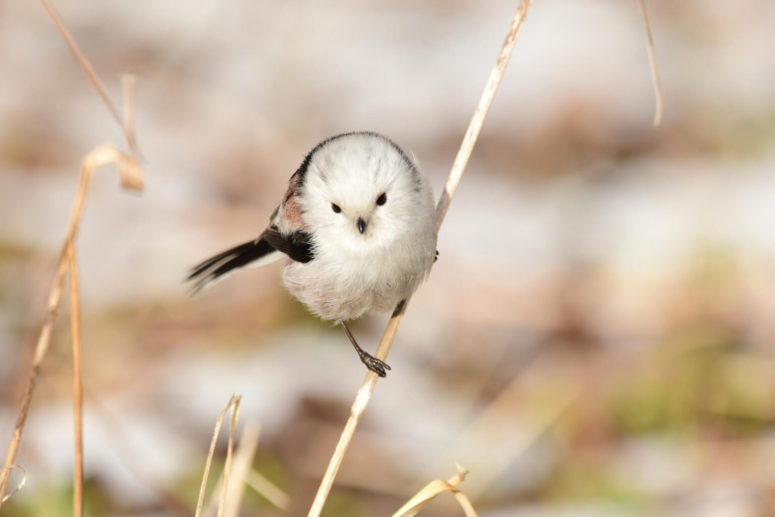 Raniuszek - Aegithalos caudatus - opis i charakterystyka