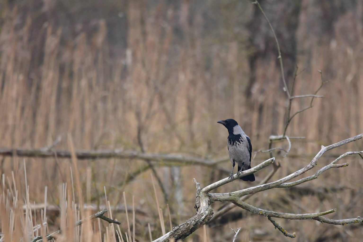 Wrona siwa - Corvus corone - jak rozpoznać wronę?