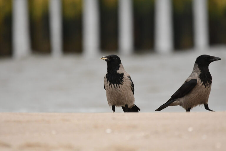 Wrona siwa - Corvus corone - jak rozpoznać wronę?