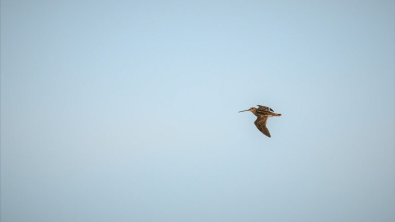 Kszyk - gallinago gallinago - jak żyje i wygląda kszyk