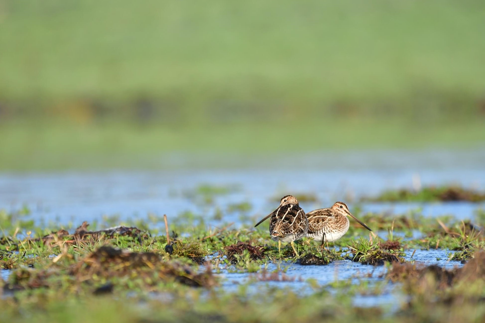 Kszyk - gallinago gallinago - jak żyje i wygląda kszyk